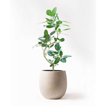 ficus-benghalensis-145 観葉植物 フィカス ベンガレンシス 8号 曲り テラニアス バルーン アンティークホワイト 付き ...