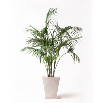 howea-forsteriana-37 観葉植物 ケンチャヤシ 10号 スクエアハット 白 付き 【贈答用 名入れ】 1鉢 HitoHana ...