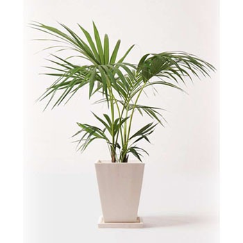 howea-forsteriana-82 観葉植物 ケンチャヤシ 8号 パウダーストーン 白 付き 1鉢 HitoHana(ひとはな) 【通販 ...