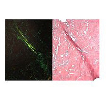 1.02561.0001 ISOSLIDE(R) Congo Red 1個 Merck(メルクミリポア) 【通販モノタロウ】