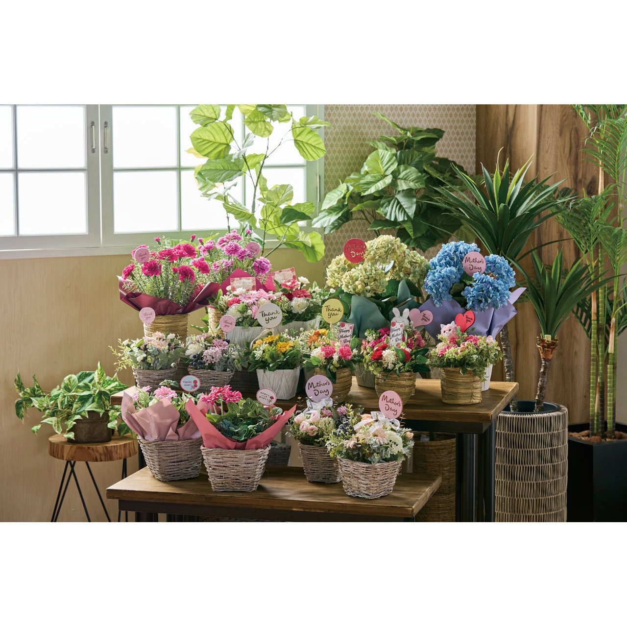 Yahoo!オークション 製品 白/C-S37/EB2/ガーベラストレート