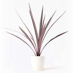 cordyline-redstar-3 観葉植物 コルディリネ (コルジリネ) レッドスター 4号 ラスターポット 付き 【贈答用 名入れ ...